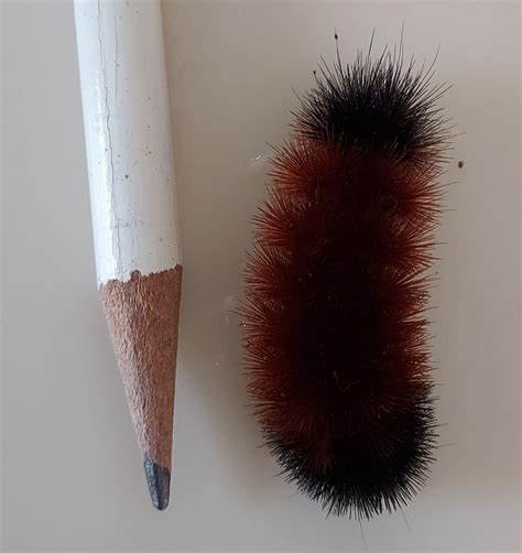 Do Woolly Bear Caterpillars Predict Winter Weather