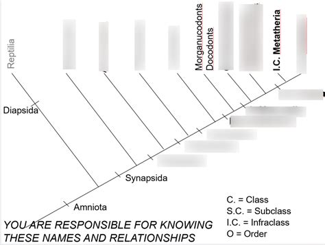Synapsids Tree Diagram Quizlet