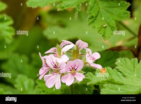 Pelargonium graveolens on natural background Stock Photo - Alamy