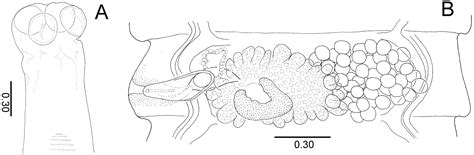 Figure 8 In Phylogenetic Relationships And Taxonomic Revision Of