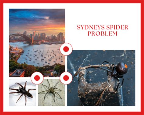 Csiro Termite Risk Map Sydneys Best Pest Control