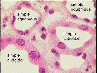 Difference Between Stratified Squamous Epithelium And Simple Squamous
