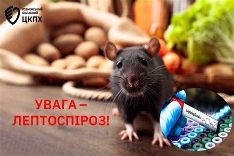 ‼ У жовтні 2023 р зареєстрований летальний випадок захворювання на лептоспіроз у мешканця м