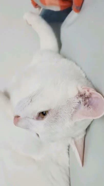 고양이브이로그cats Vlog고양이의 다양한 잠자는 자세 Shorts Youtube