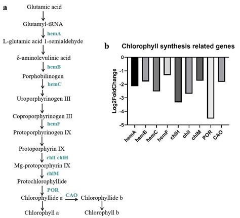 Degs In Chlorophyll Synthetic Pathway A Flowchart Showing Download Scientific Diagram