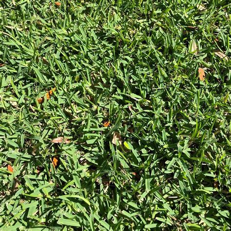 St Augustine Grass How To Grow St Augustine In Southern Lawns Artofit