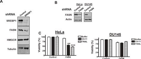 A Hela And Du145 Cells Were Infected With Shrna Targeting Srebp1 Or