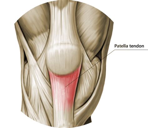 Patellar Ligament