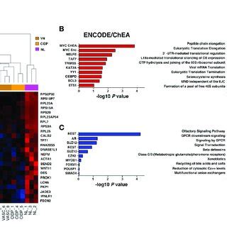 Heatmap Representing Hierarchical Clustering Of The 16 Samples