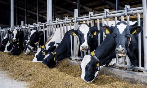 Cow Milk Production Process Cow Milk Production Process