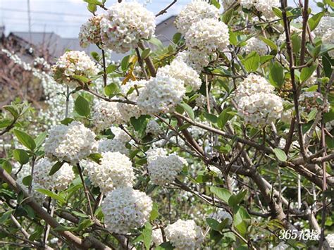 オオチョウジガマズミ園芸植物小百科育て方花の写真