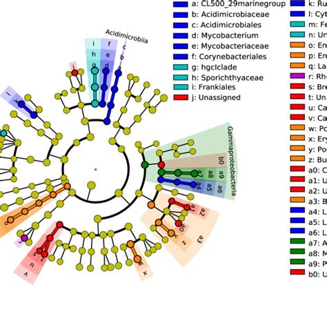 Lefse Results Showing The Taxonomic Differences Of Bacterial