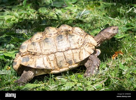 An Egyptian Tortoise Also Known As A Kleinmanns Tortoise Or Leiths