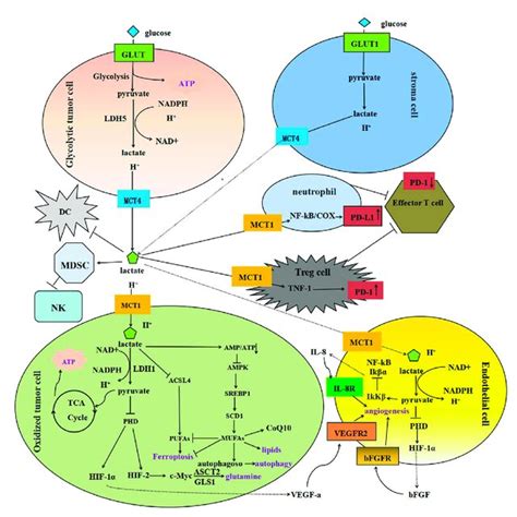 Model Depicting Mct Mediated Lactate Transport In Cancer Metabolic Download Scientific Diagram