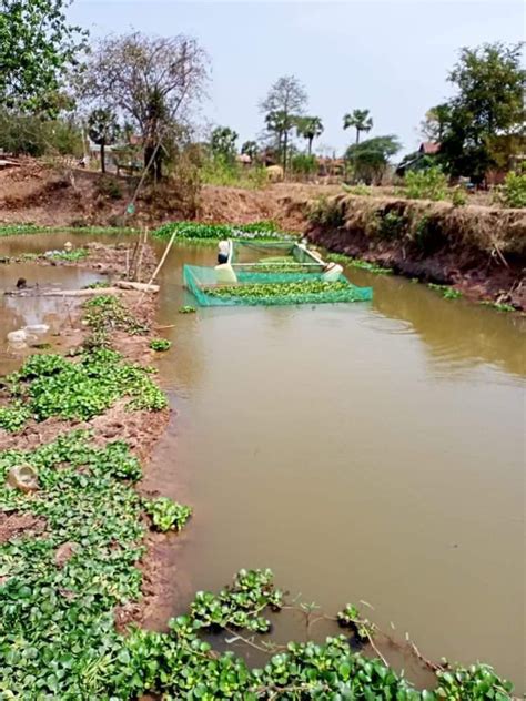 ក្មេងប្រុសអាយុ៥ឆ្នាំម្នាក់រអិលជើងធ្លាក់ចូលទឹកស្រះចិញ្ចឹមត្រីក្រោយភូមិលង់ស្លាប់ សារព័ត៌មាន នគរវត្ត