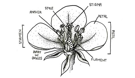 How Plants Get Dirty City On A Hill Press