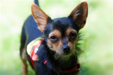 Chorkie Growth Chart Chorkie Weight Calculator