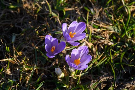 รูปภาพcorcus เลือกดูภาพถ่ายสต็อก เวกเตอร์ และวิดีโอ86 Adobe Stock