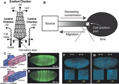 Generation Of Gradients Of Soluble Molecules Using Microfluidic