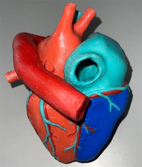 D Print D Print Normal Heart With Mitral And Tricuspid ValveCults