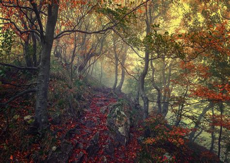 Learn R Random Forest Of Data Mining（上） 知乎