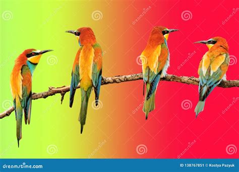 Uccelli Colorati Che Si Siedono Su Un Fondo Colorato Immagine Stock
