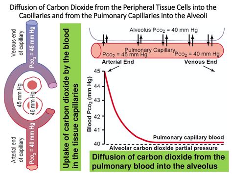 Physiology Of Respiration Dr Hiwa S Namiq Ppt Download