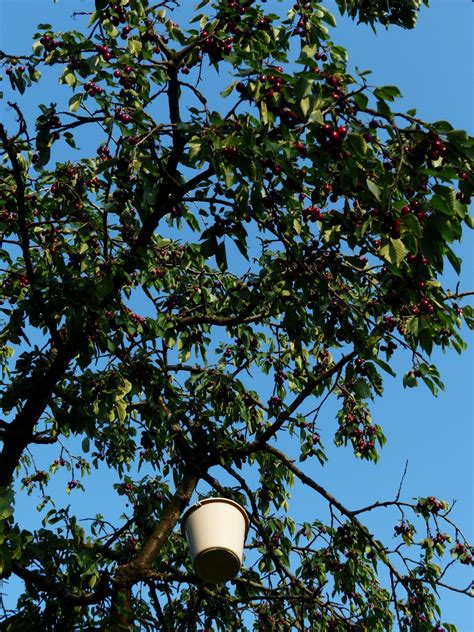 Безплатна снимка клон растение плодове сладка слънчева светлина листо цвете лято