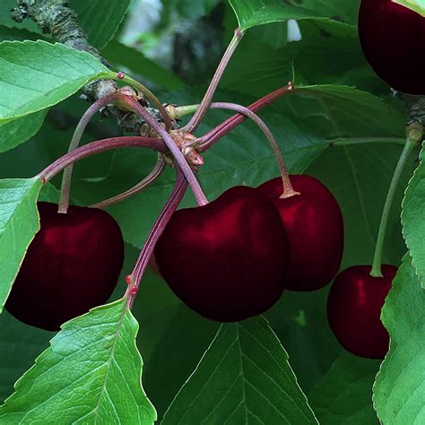 Prunus Avium Early Rivers Black Cherry Millstone Garden Centre