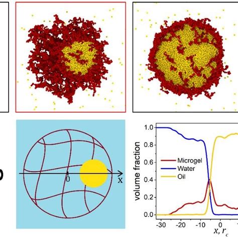 A Snapshots Of The Microgels Cross Sections Through The Center Of