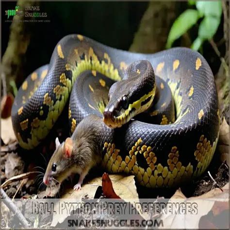 What Do Pythons Eat Diet Insights And Feeding Habits Explained