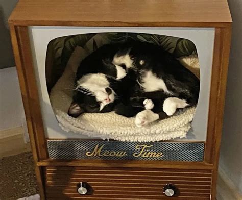 Andover Catfe Review Life In A Break Down