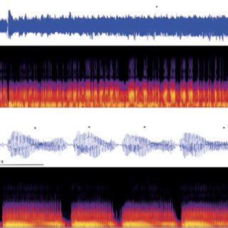 Oscillogram Above And Spectrogram Below Of A Female Attraction Download Scientific Diagram