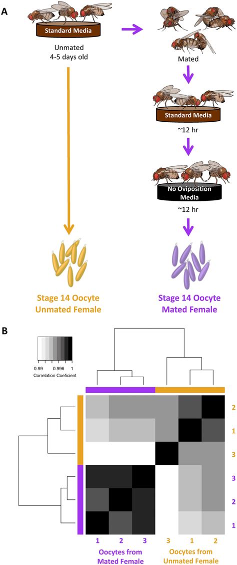Experimental Design And Hierarchical Clustering Of Oocyte Proteomes