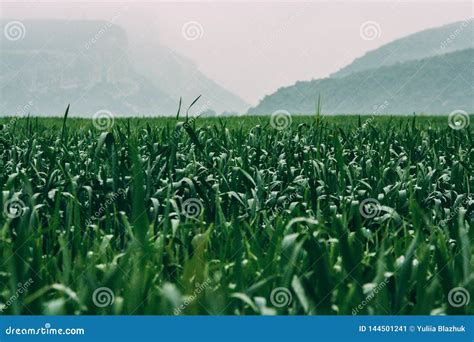 Wet Green Grass At Foggy Rainy Day Dreamy Mountains In Background