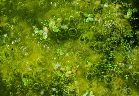 Freshwater Algae Spirogyra Release Oxygen Into The Air Oxygen