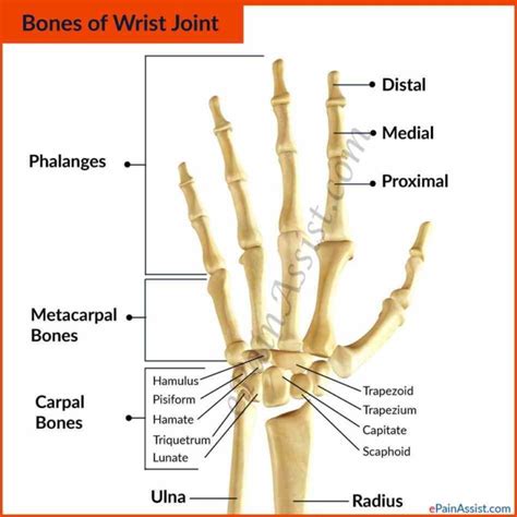 Anatomy Of The Thumb Ligaments Set Anatomy Of The Thumb Metacarpophalangeal Ulnar And Radial
