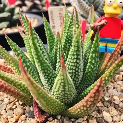 Jenis Tanaman Sukulen Termahal Di Dunia Harga Fantastis