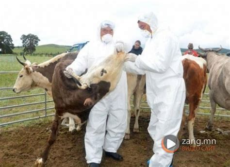 Архангай аймагт шүлхийгийн сэжигтэй тохиолдол гарчээ