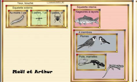 S Prit Du V De T Phyloboîte Pour Comprendre Le Principe De Classification Emboîtée