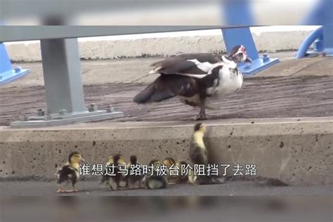 鸭妈妈带着小鸭出门，不料意外发生带着妈妈