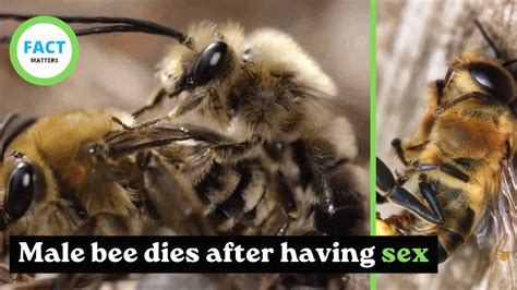 Male Drone Bees Die After Mating Youtube