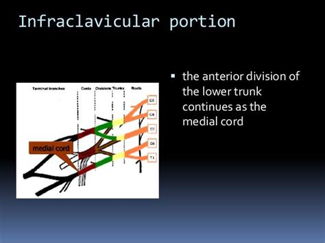 Brachial Plexus Brachial Plexus Products Extensor Muscles