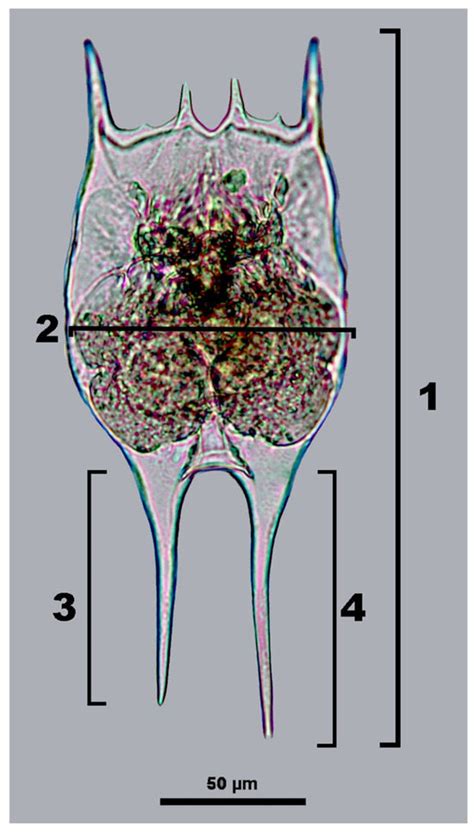 Effect Of Temperature On Allelopathic Interactions Between Copepods