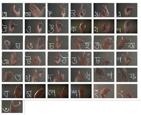 Dataset Without Augmentation Download Scientific Diagram
