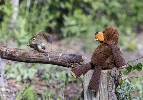 A Red Squirrel In A Forest Stock Image Image Of Fluffy Brown 253618353