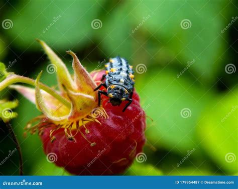Ladybug`s Larva Stock Image Image Of Sits Plant Wide 179954487