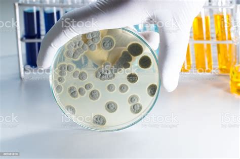 푸른 곰 팡이 Ascomycetous 균 류는 자연 환경 뿐만 아니라 미생물학 실험실에 대 한 식품 및 의약품 생산에 중요 한 중요성의 Stem 주제에 대한 스톡 사진 및