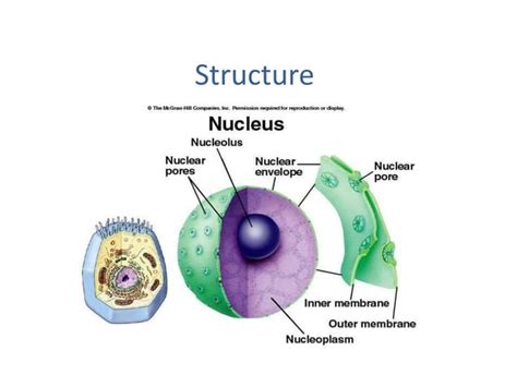 Nucleous Pptx Biological Sciences Science