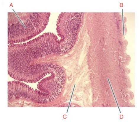 Digestive System Histology Flashcards Quizlet